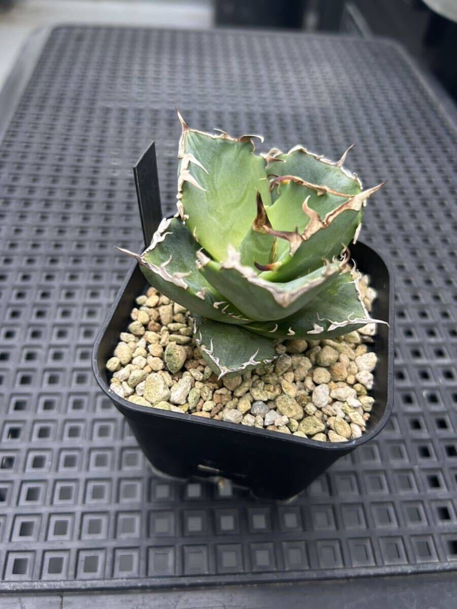 Yahoo!オークション - Agave titanota 蟹 台湾OC株