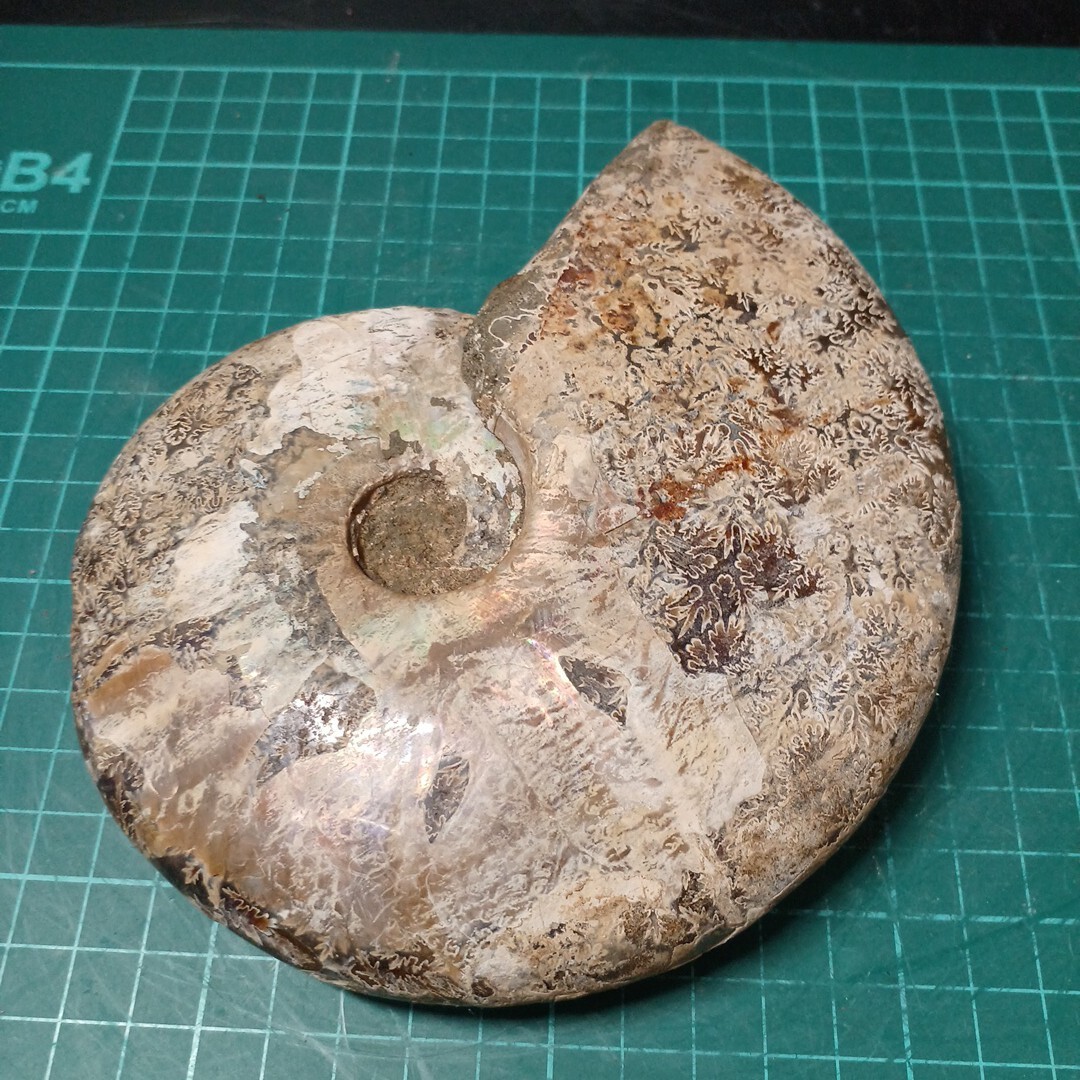 Yahoo!オークション - 92711 アンモナイト 標本サイズ15cm×13cm 780g