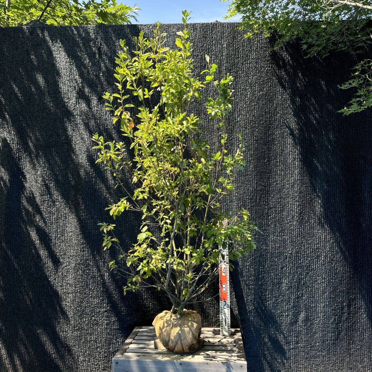 Yahoo!オークション - ヤマツツジ/大株【品番2033】