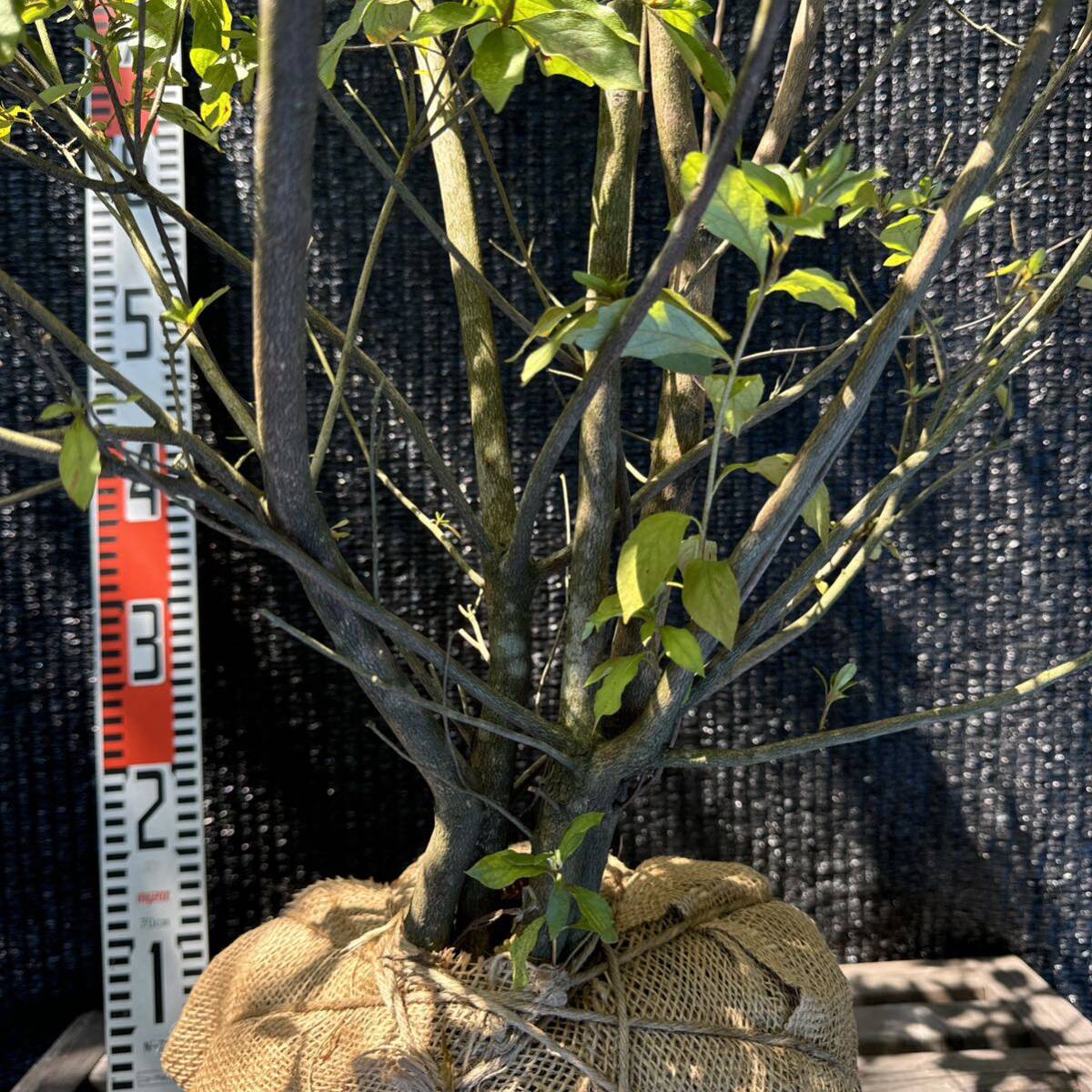 Yahoo!オークション - ヤマツツジ/大株【品番2033】