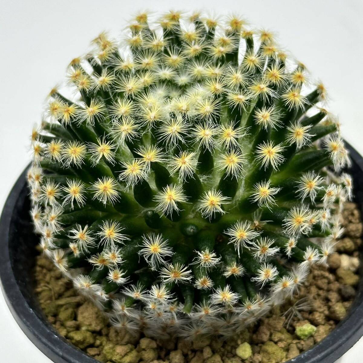Yahoo!オークション - マミラリア 明星 サボテン・多肉植物 CACTI7 15...