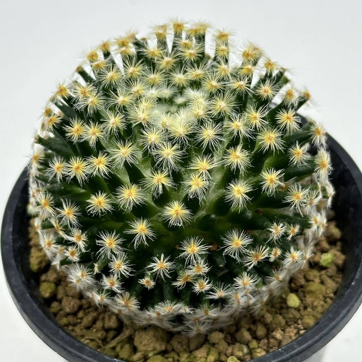 Yahoo!オークション - マミラリア 明星 サボテン・多肉植物 CACTI7 15...