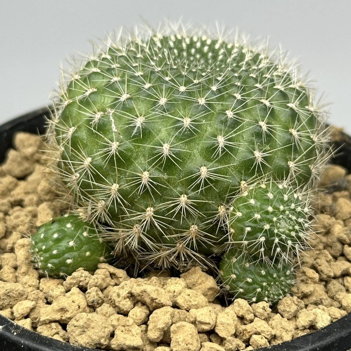 Yahoo!オークション - レブチア 宝山 サボテン・多肉植物 CACTI7 1010