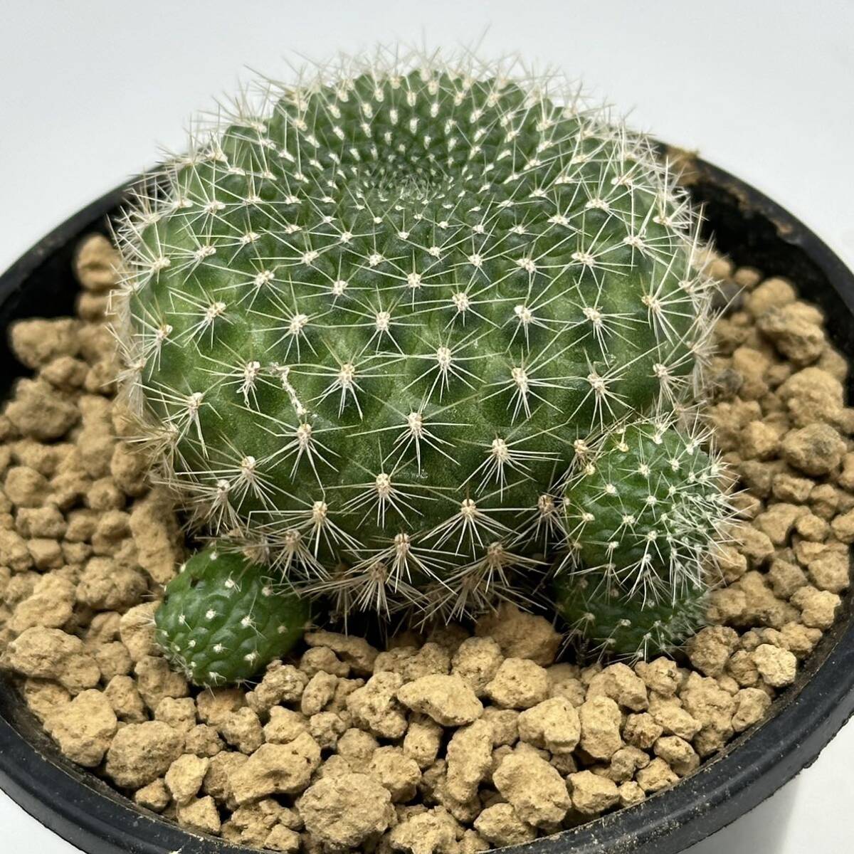 Yahoo!オークション - レブチア 宝山 サボテン・多肉植物 CACTI7 1010