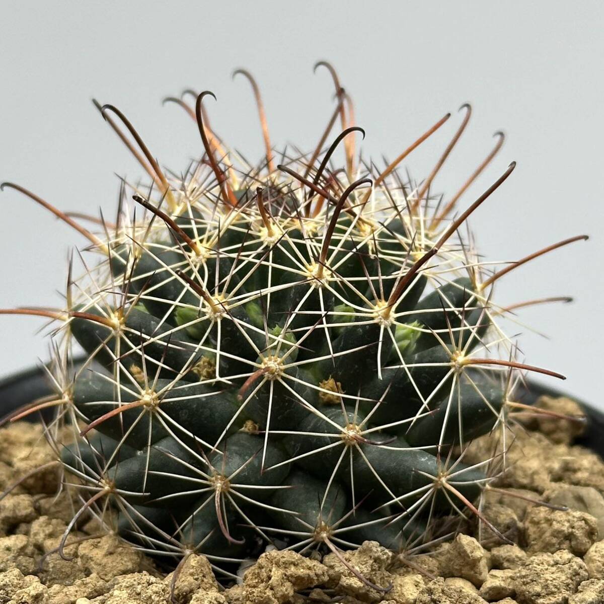 Yahoo!オークション - マミラリア 舞姫 サボテン・多肉植物 CACTI7 35...
