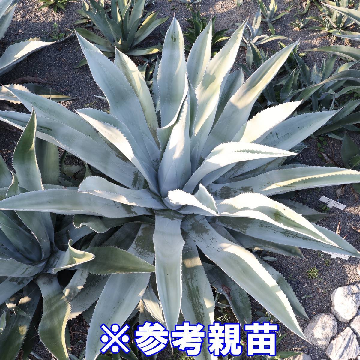 Yahoo!オークション - アガベ 白イルカ (asperrima ssp. potosiensis ...