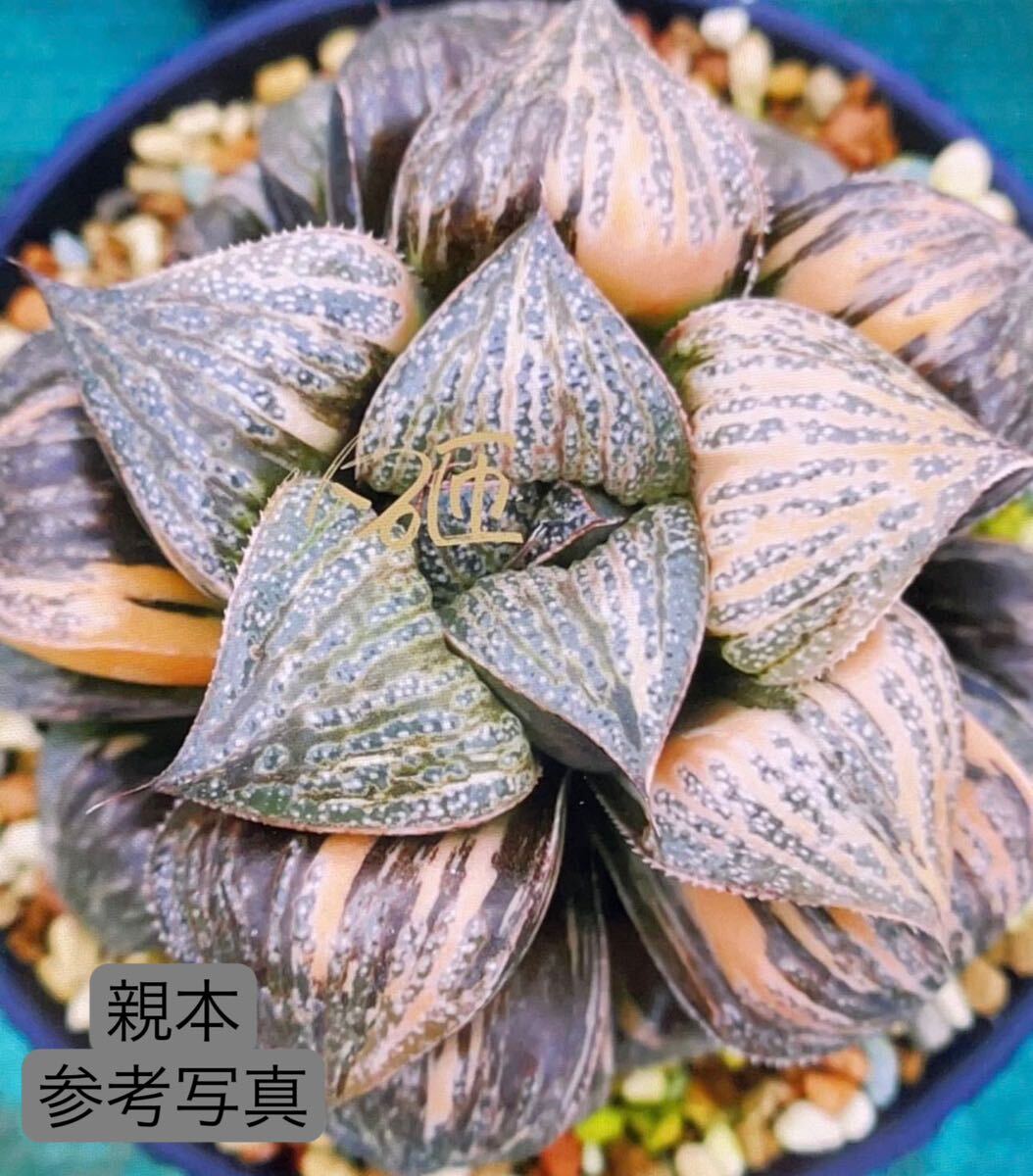 Yahoo!オークション - 20qハオルチア 多肉植物 珠寶女皇錦 自家繁殖