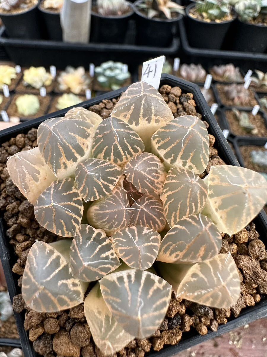 Yahoo!オークション - 41pハオルチア 多肉植物 ブラックオブツーサ錦 ...