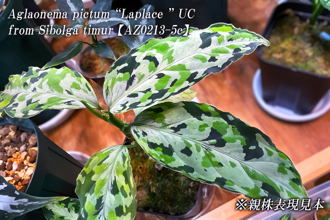 Yahoo!オークション - Aglaonema pictum Laplace UC from Sibolga timu...