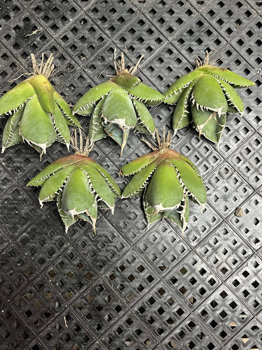 Yahoo!オークション - F41多肉植物アガベ チタノタ 南アフリカダイヤモ...