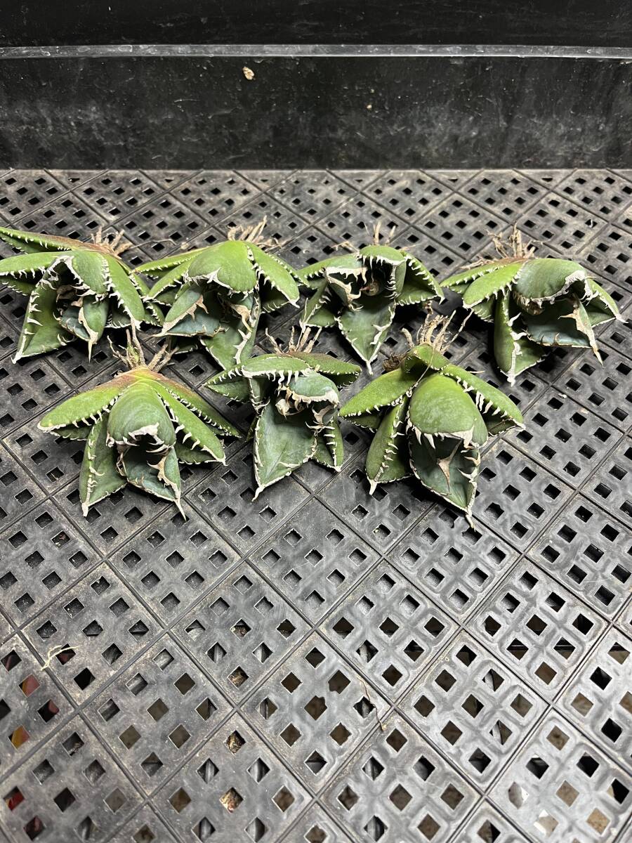 H37多肉植物アガベ チタノタ 南アフリカダイヤモンド agave titanota South Africa Diamond SAD 7株(アガベ)｜売買されたオークション情報、yahooの ...