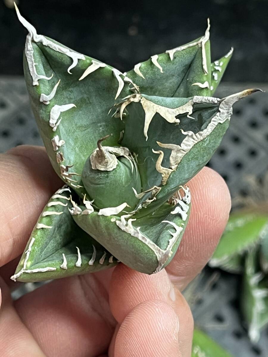 Yahoo!オークション - H37多肉植物アガベ チタノタ 南アフリカダイヤモ...