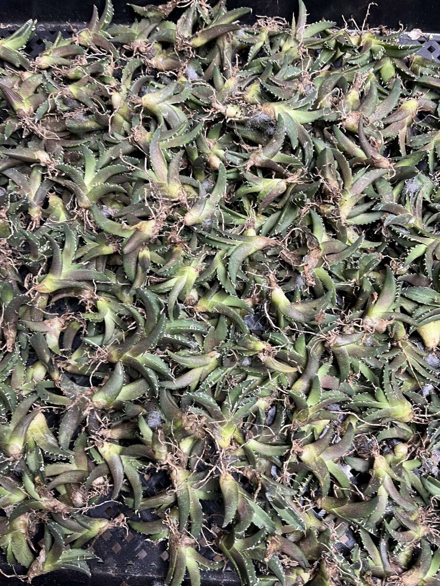 Yahoo!オークション - H47多肉植物アガベ チタノタ 凱撒 シーザー agav...