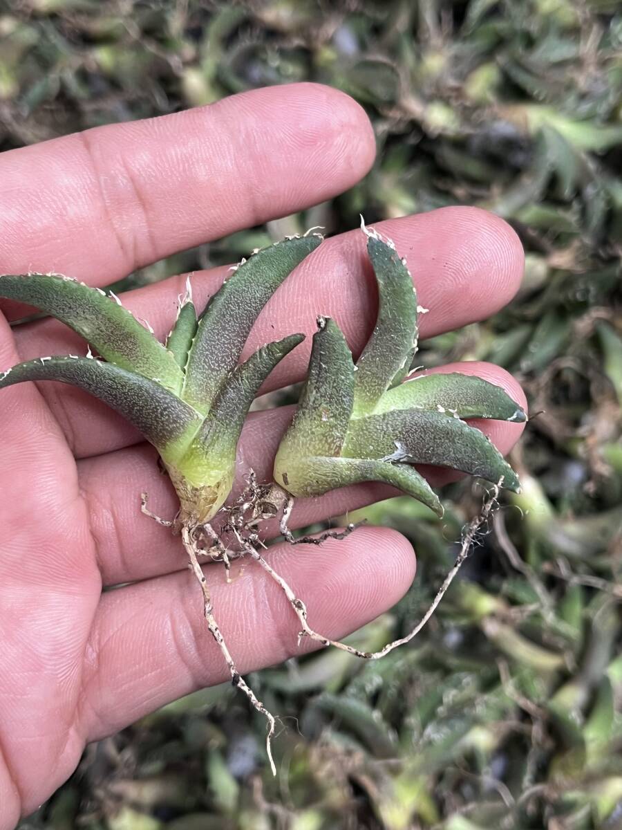 Yahoo!オークション - H47多肉植物アガベ チタノタ 凱撒 シーザー agav...