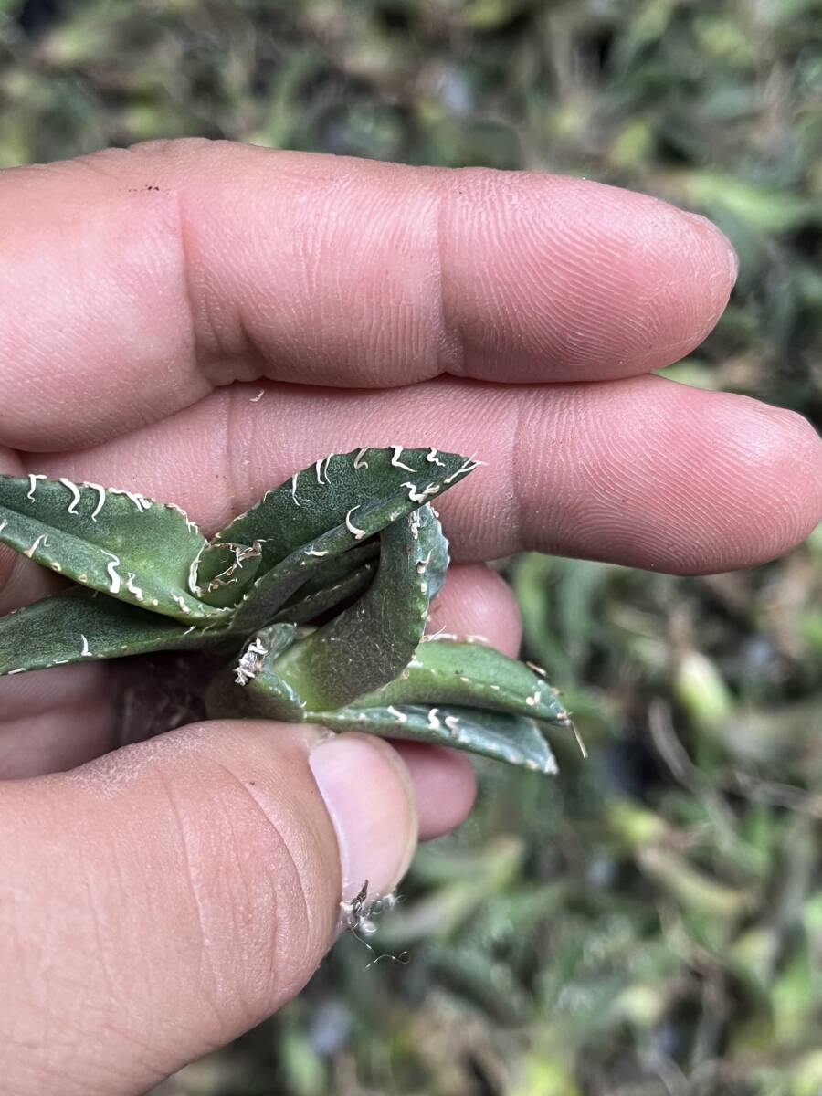 Yahoo!オークション - H47多肉植物アガベ チタノタ 凱撒 シーザー agav...