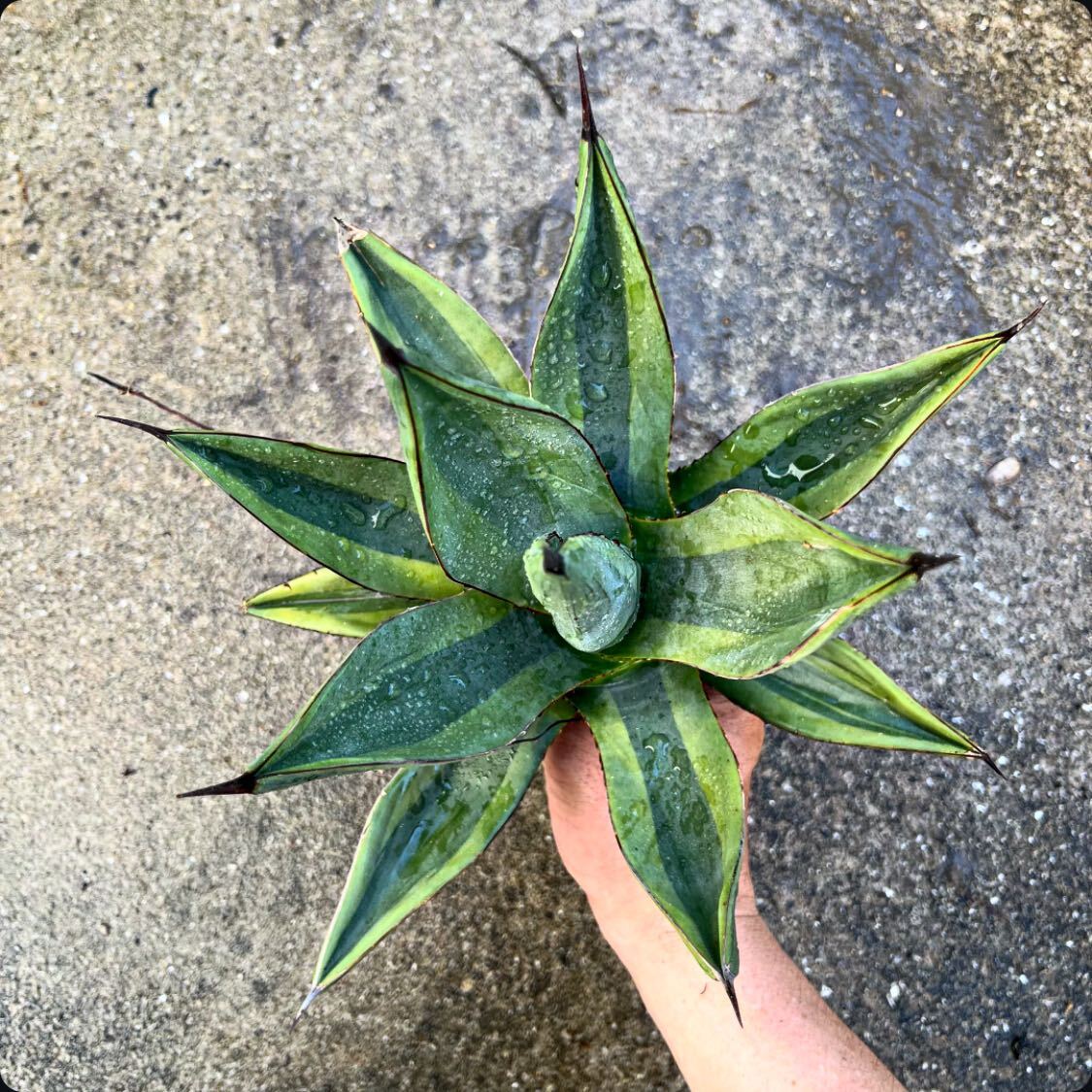 Yahoo!オークション - hp 5 アガベ マスタードシャーク シャークスキン...