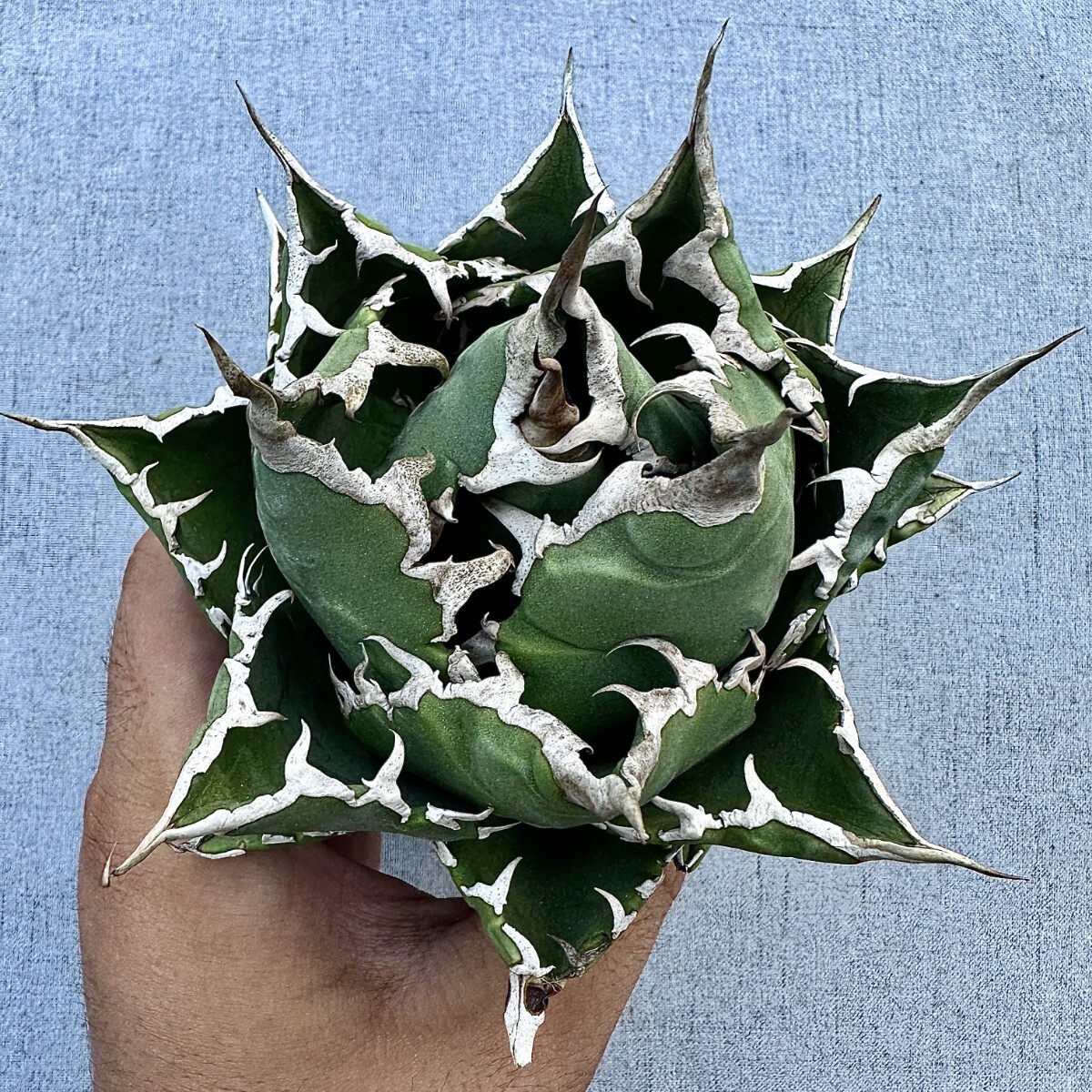 Yahoo!オークション - ZU12【超特選厳選】激レア 輸入産地株 アガベ チ...