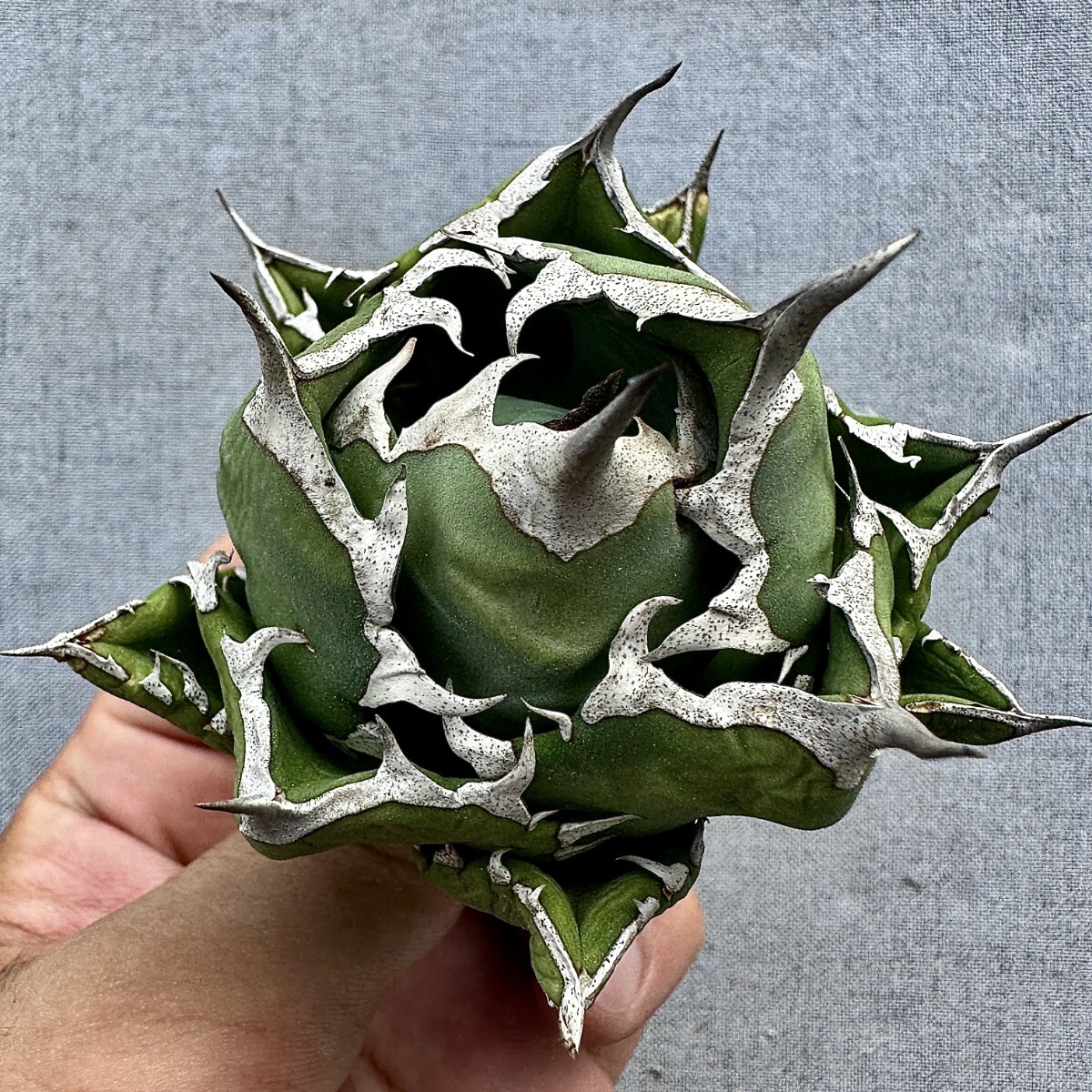 Yahoo!オークション - ZU12激レア高級品種 アガベ チタノタ 姫厳竜爪 ...