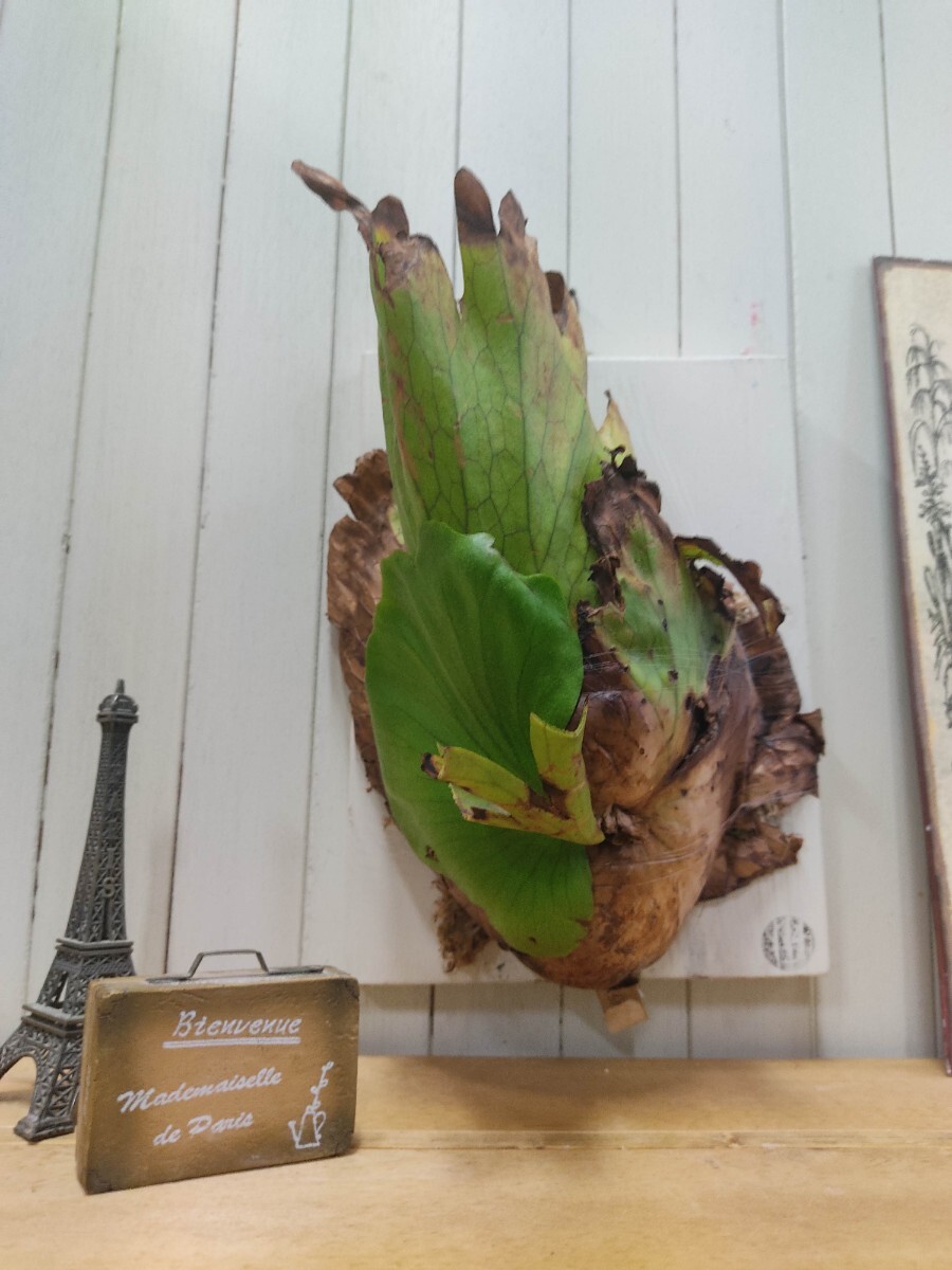 Yahoo!オークション - K040板付き ビカクシダ プラティケリウム コロナ...