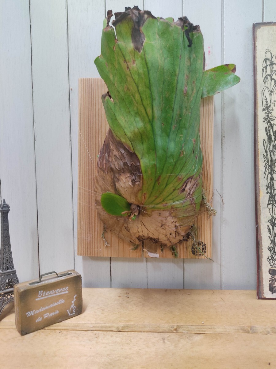 Yahoo!オークション - K022新入荷 板付き ビカクシダ プラティケリウム...