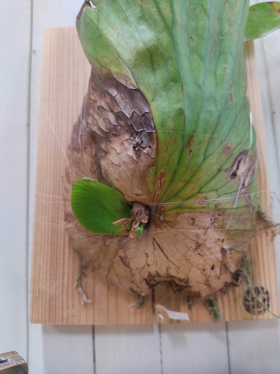 Yahoo!オークション - K022新入荷 板付き ビカクシダ プラティケリウム...