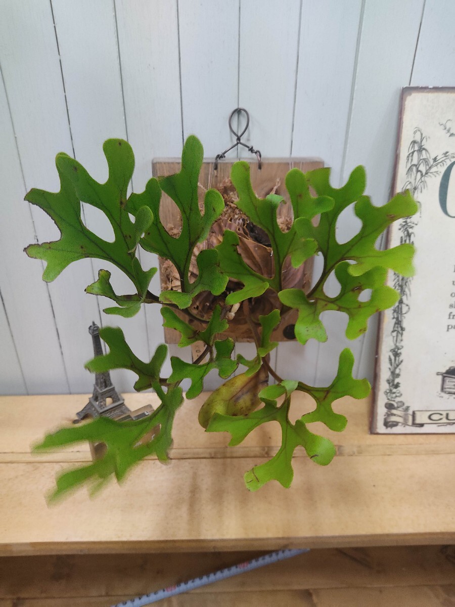 Yahoo!オークション - K037新入荷 板付き ビカクシダ プラティケリウム...