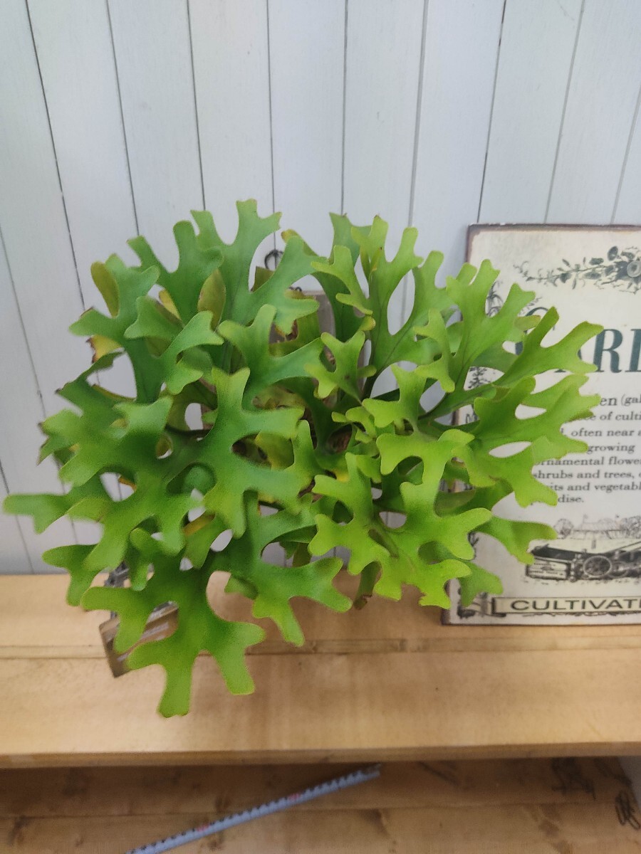 Yahoo!オークション - K036新入荷 板付き ビカクシダ プラティケリウム...