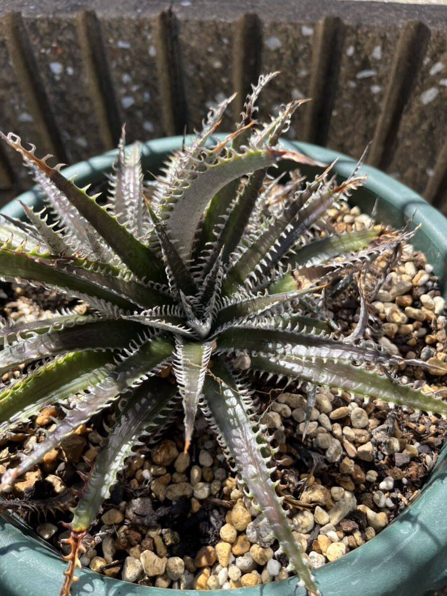 1円スタート Dyckia marnier-lapostollei var. estevesii x ‘Brittle Star’Bryan Chan hyb. ディッキア ハイブリッド ...