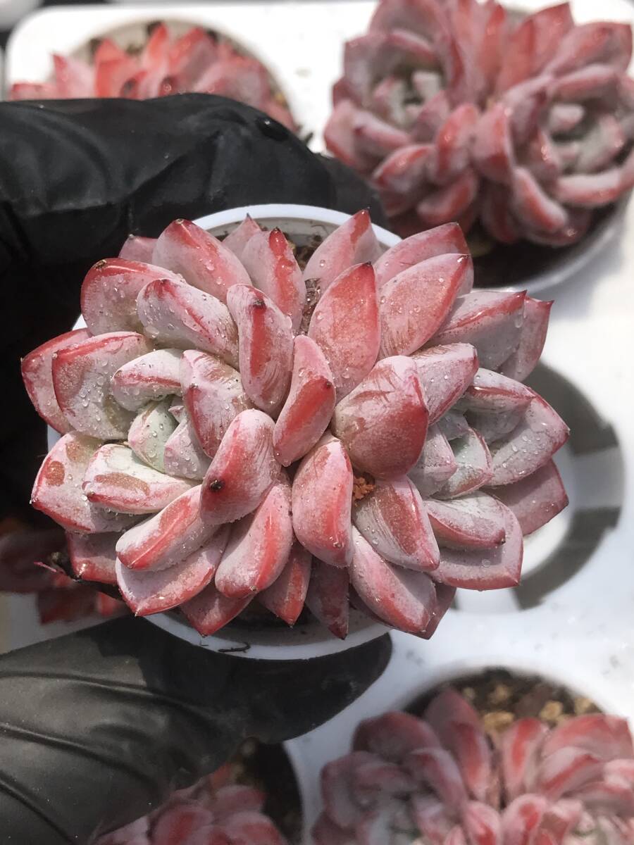 Yahoo!オークション - 10株 C72 多肉植物 エケベリ ヴィット 韓国苗 土...