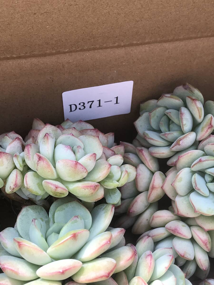 Yahoo!オークション - 9株 D371-1多肉植物 エケベリアハーブサボテン ...