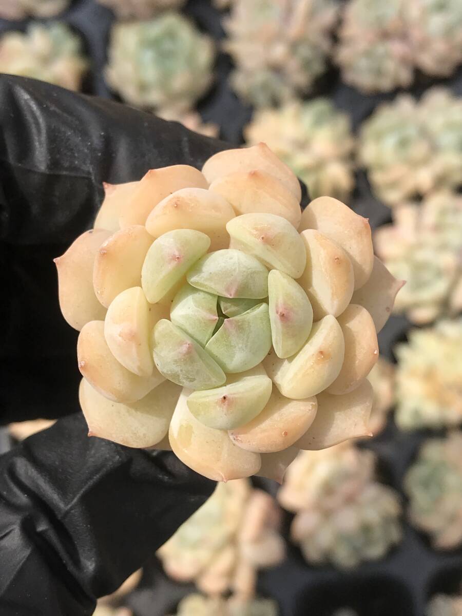 Yahoo!オークション - 105株 F41-7 多肉植物 エケベリア モクロー サ...