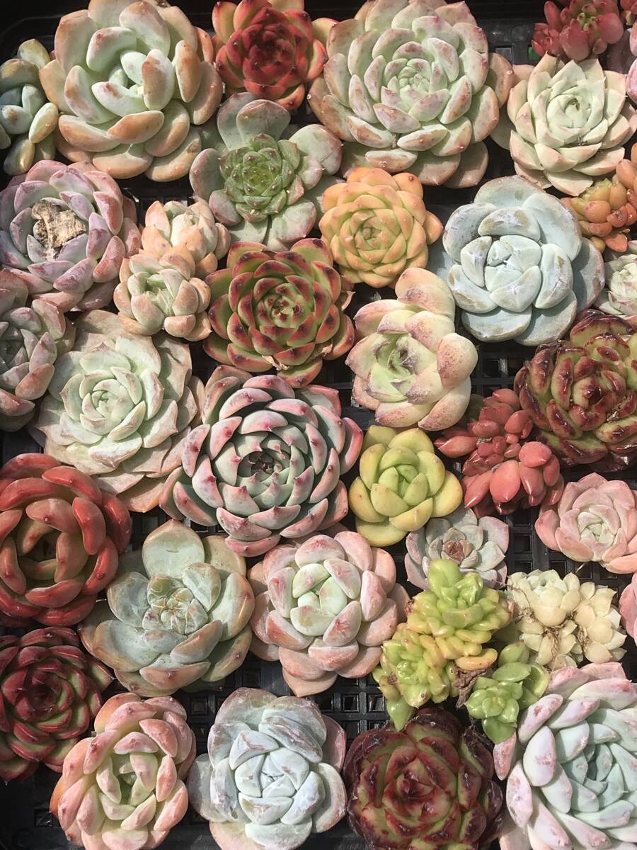 Yahoo!オークション - 50株 F565 エケベリア カット苗 韓国苗 サボテン...