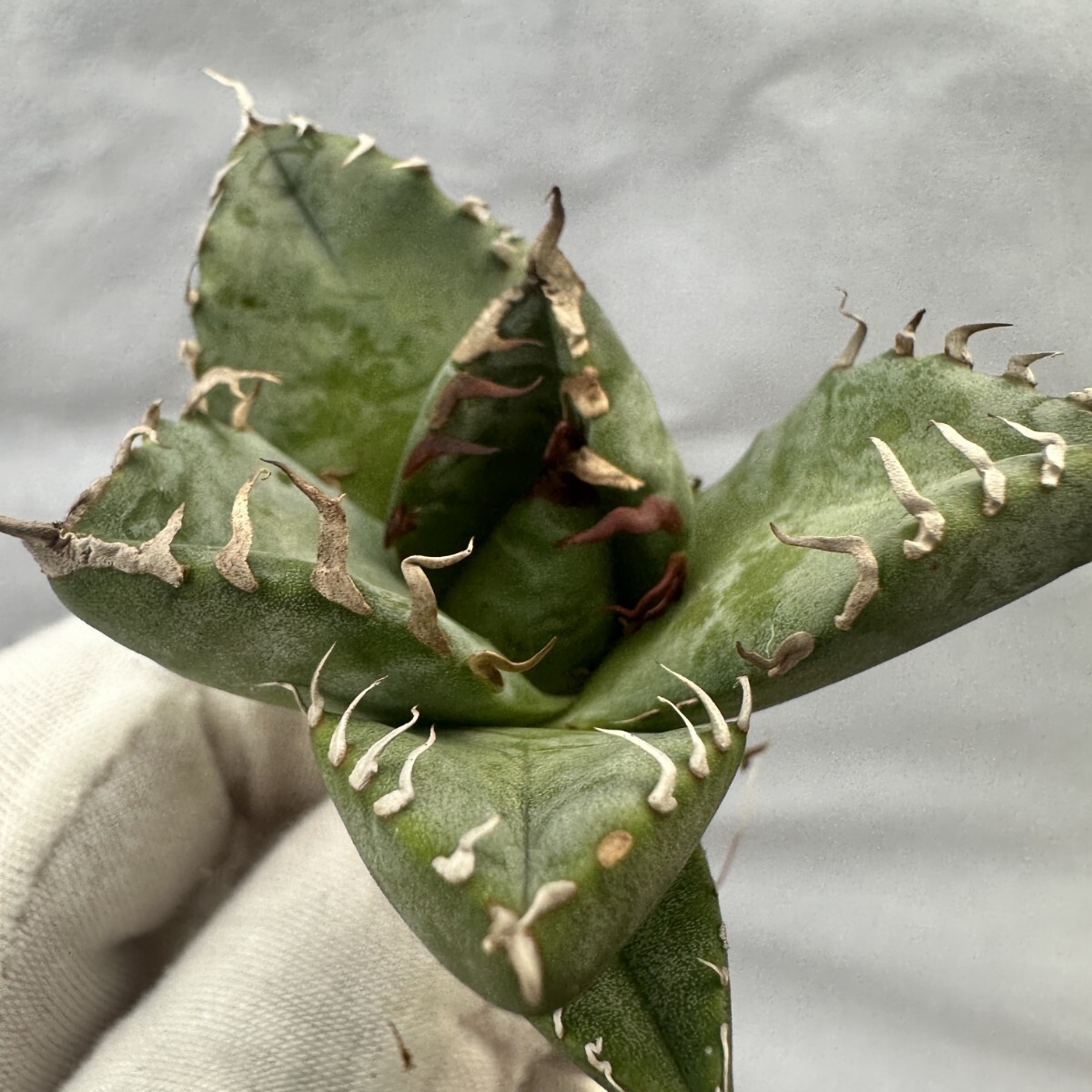 A13 多肉植物 アガベ チタノタ 魔丸 丸い叶 狂刺 極上株(アガベ)｜売買されたオークション情報、yahooの商品情報をアーカイブ公開 - オークファン（aucfan.com）