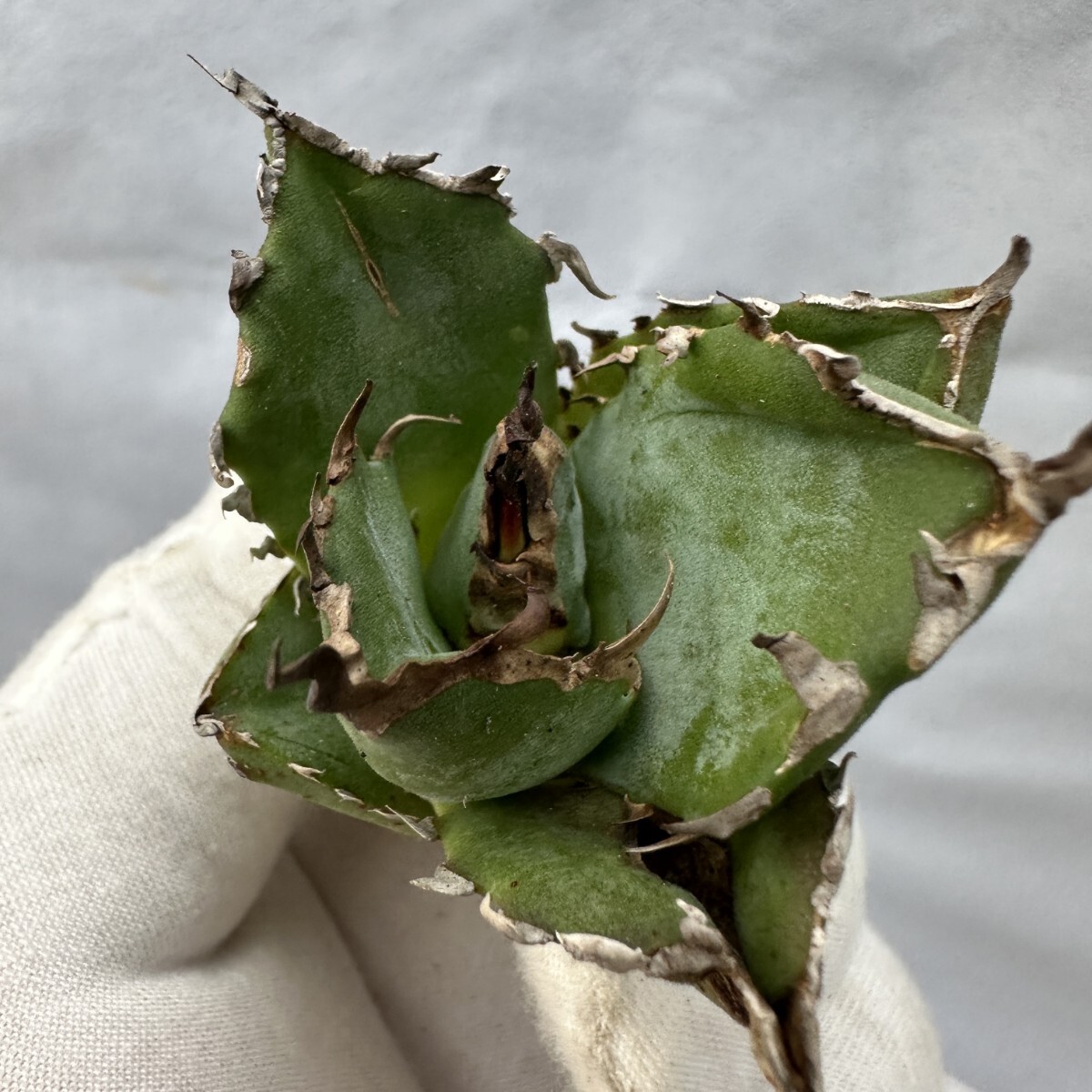 Yahoo!オークション - B36多肉植物 アガベ チタノタ 白犀牛 狂刺子株 ...