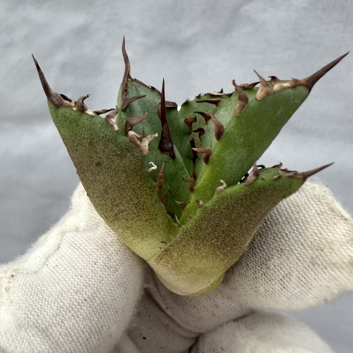 Yahoo!オークション - B64多肉植物 アガベ チタノタ 翼竜 狂刺子株 激...