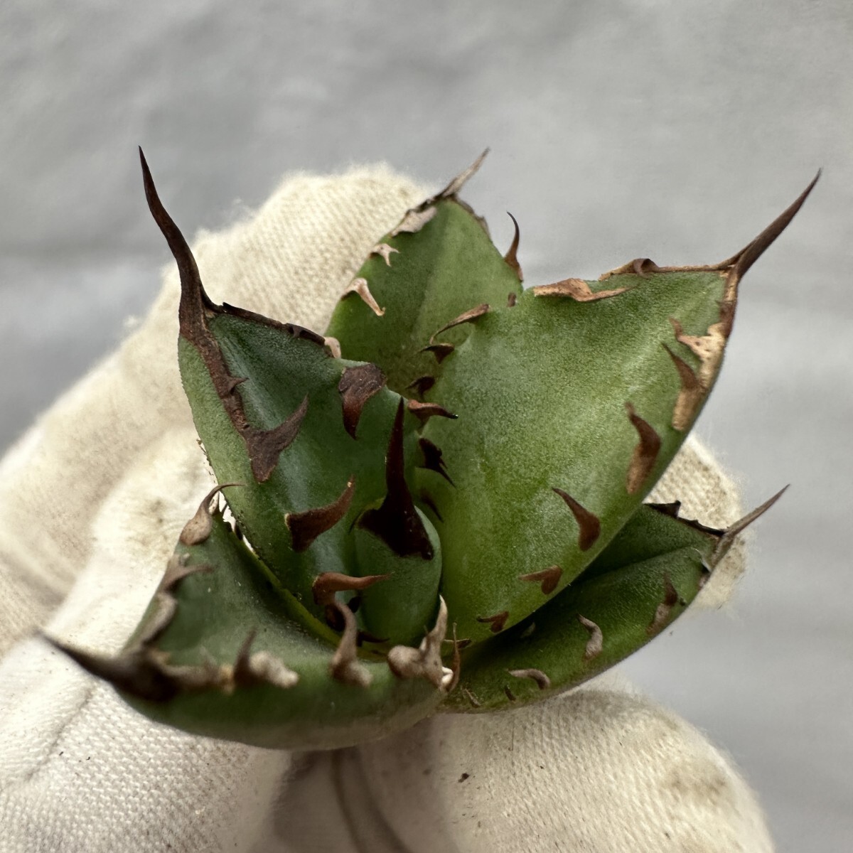 Yahoo!オークション - B64多肉植物 アガベ チタノタ 翼竜 狂刺子株 激...