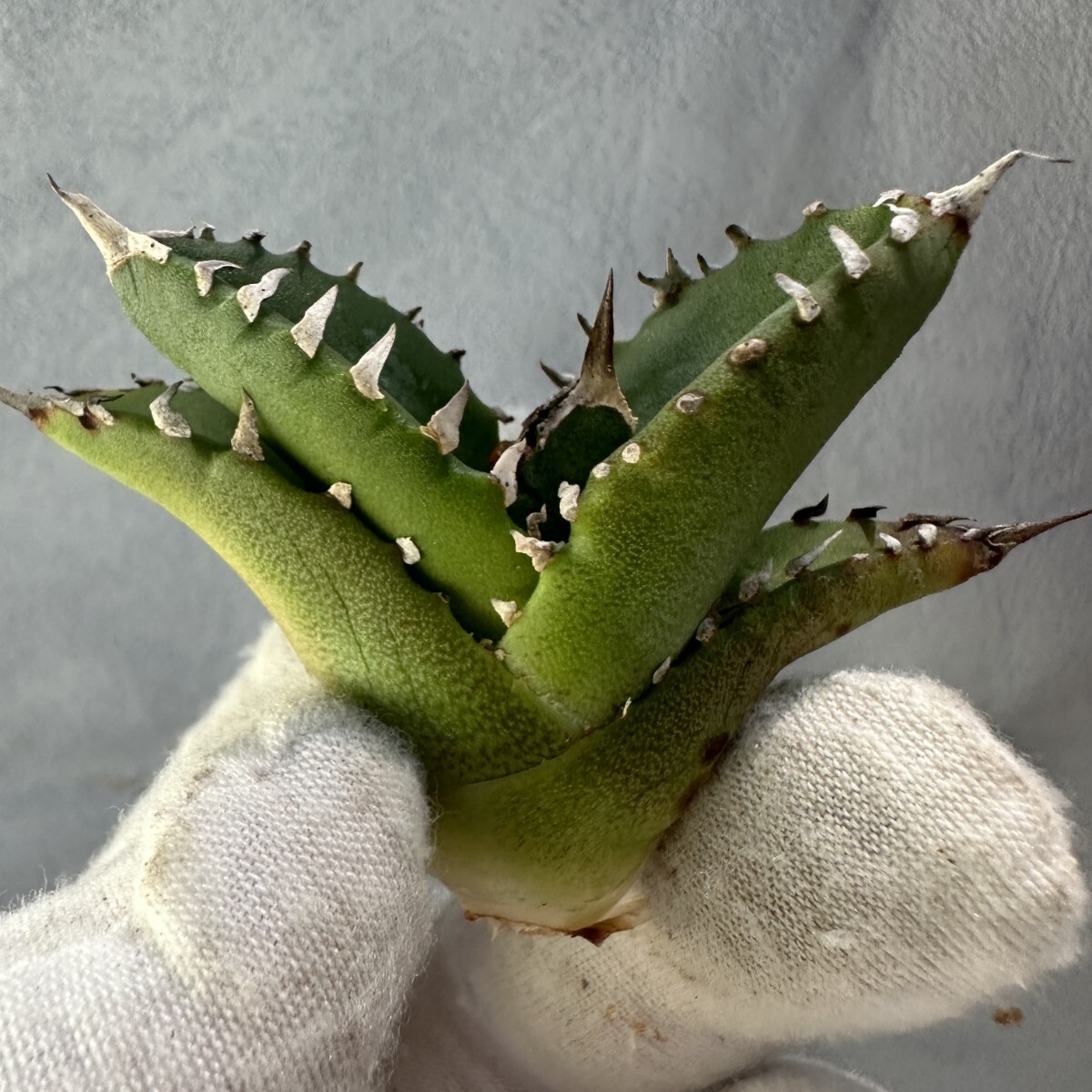 Yahoo!オークション - C73 多肉植物 アガベ チタノタ 白排刺大子株 鋸...