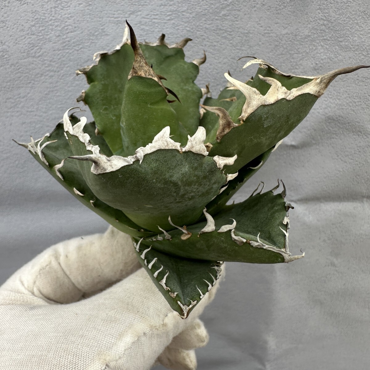 Yahoo!オークション - E48 多肉植物 アガベ チタノタ 蟹 カニ 強棘 狂...