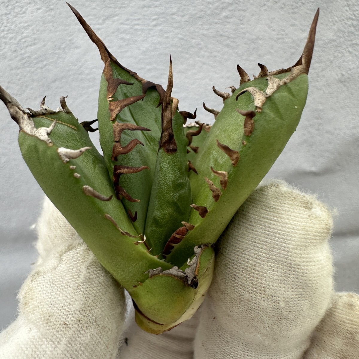 Yahoo!オークション - F67多肉植物 アガベ チタノタ 実生選抜 子株 狂...