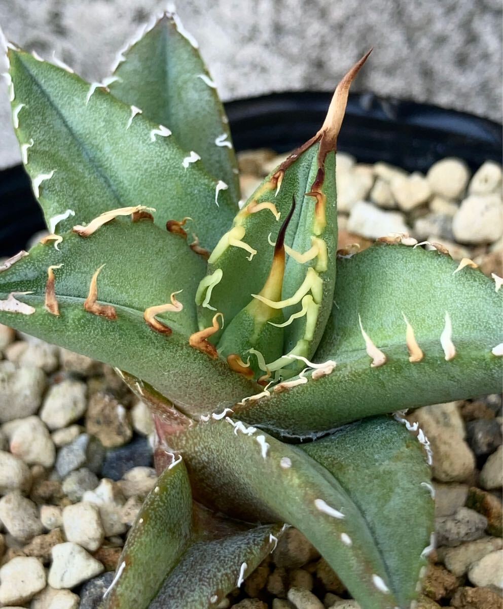 Yahoo!オークション - 55 オテロイ 実生 オアハカ oaxaca oteroi 白犀...