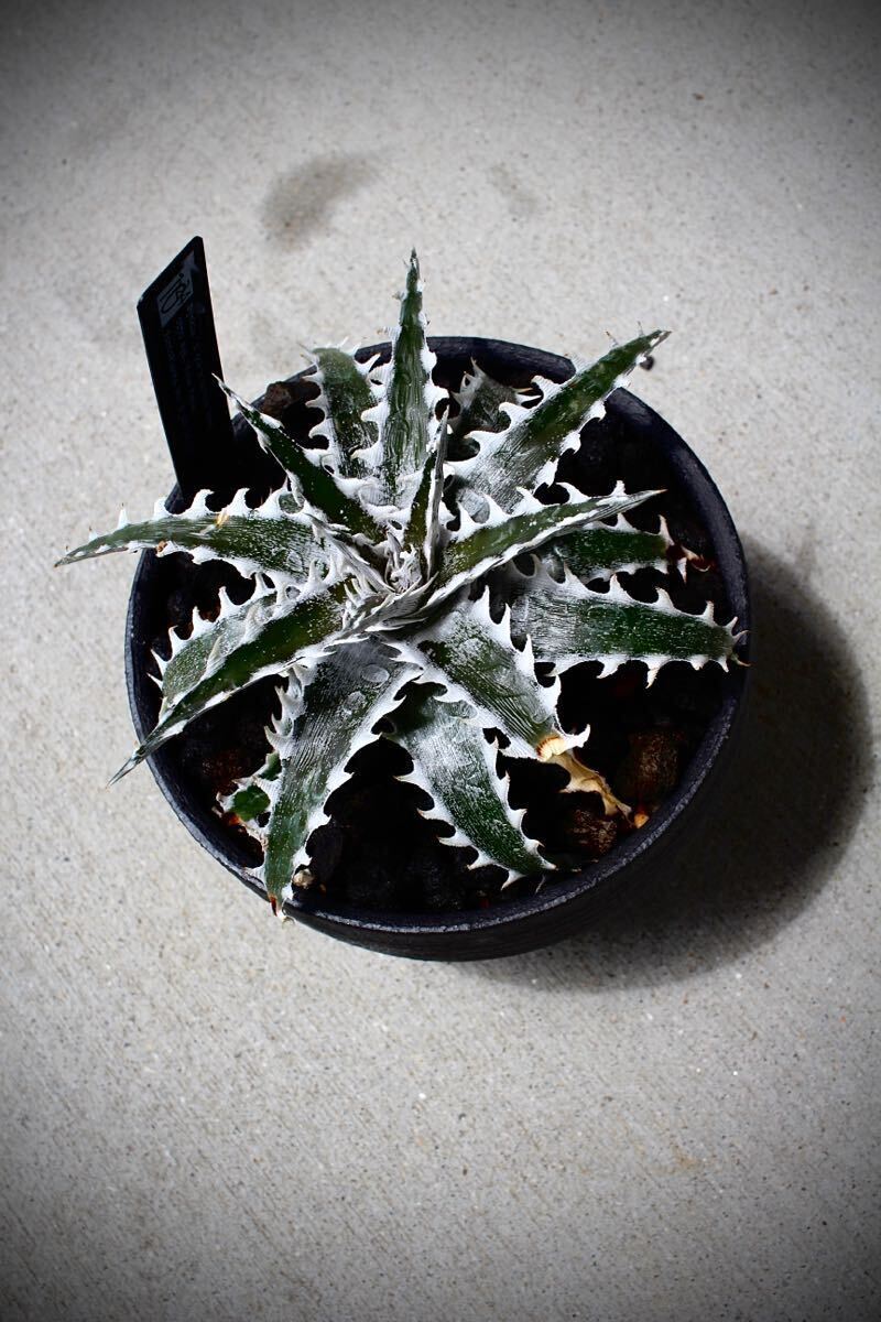 Yahoo!オークション - ディッキア hybrid Z'Gok × little wing 子株 ...