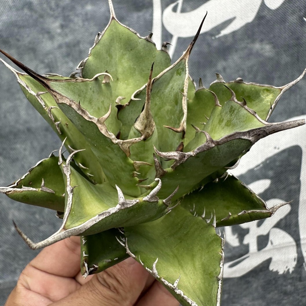 P71 鶴風園 特選 アガベ 多肉植物 チタノタ ハデス Hades 黒帝斯 恐龍牙歯 強棘 極上株(アガベ)｜売買されたオークション情報、yahooの商品情報をアーカイブ公開 ...