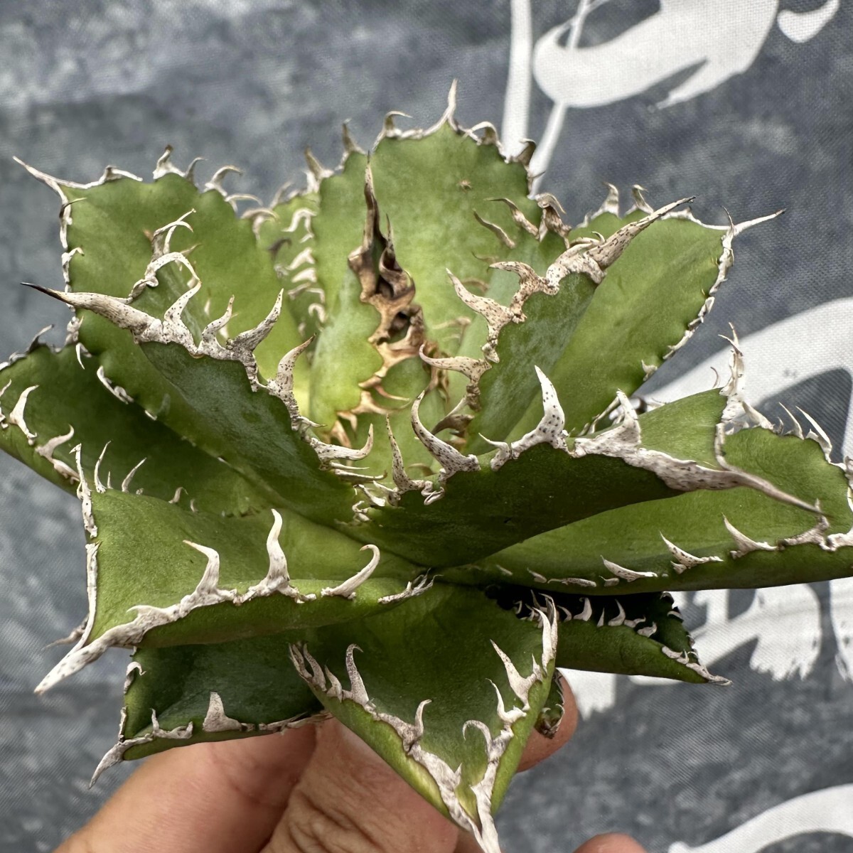 Yahoo!オークション - P73【鶴風園】特選 アガベ 多肉植物 チタノタ 圓...