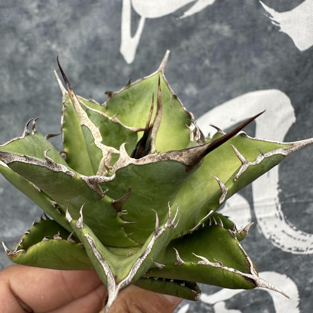 P71 鶴風園 特選 アガベ 多肉植物 チタノタ ハデス Hades 黒帝斯 恐龍牙歯 強棘 極上株(アガベ)｜売買されたオークション情報、yahooの商品情報をアーカイブ公開 ...