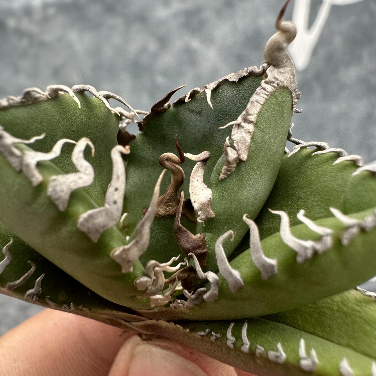 Yahoo!オークション - P58【鶴風園】アガベ チタノタ SAD 南アフリカダ...