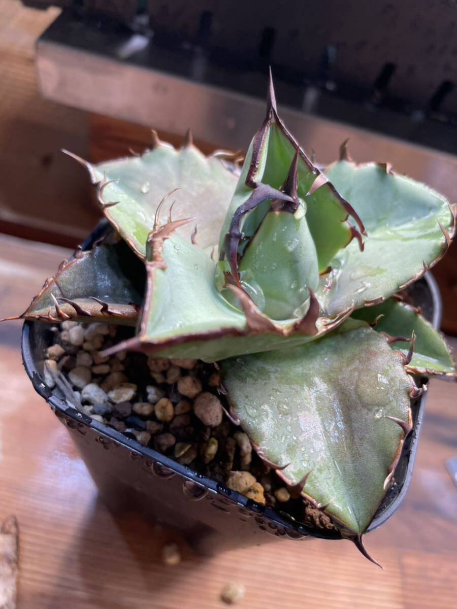 Yahoo!オークション - アガベ オテロイ 実生 選抜株AGAVE 3