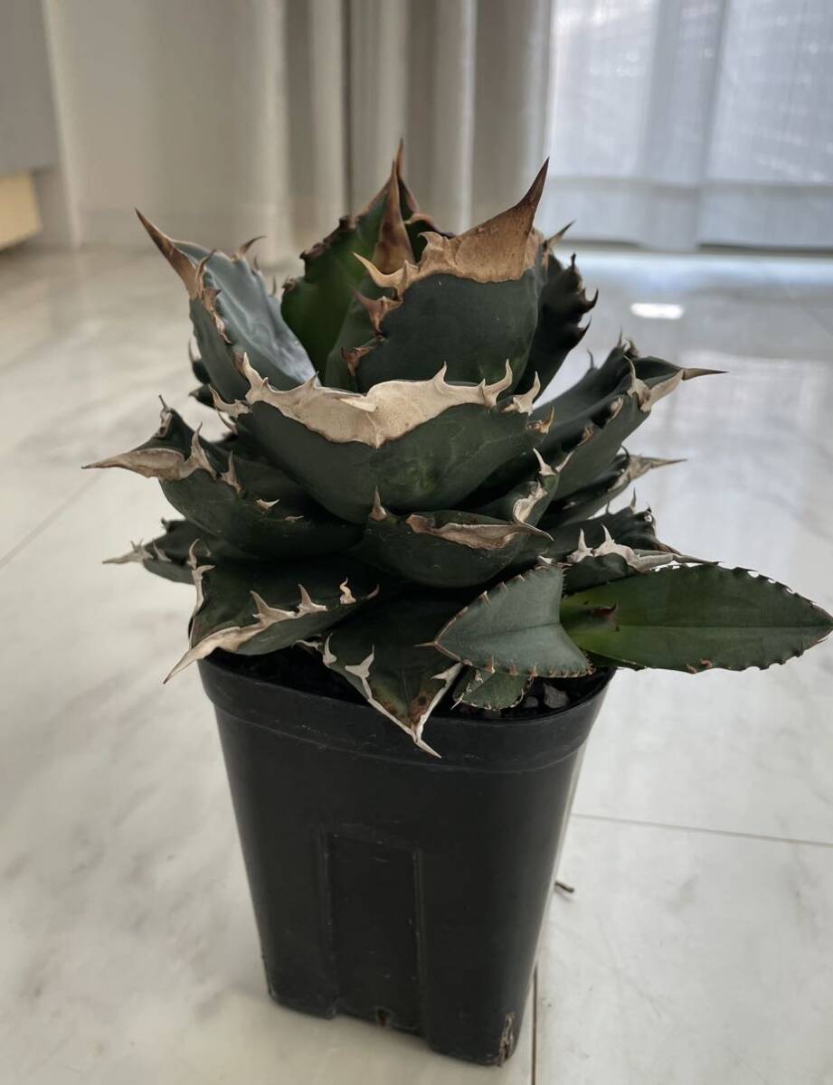 Yahoo!オークション - 鉢のまま発送 白火焔 ホワイトファイヤーアガベ ...