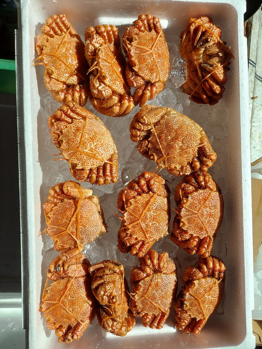 Yahoo!オークション - 茹でたて毛ガニ13尾3.0k箱14980円即決(1匹1160円...