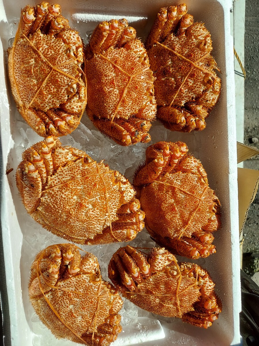 Yahoo!オークション - きず毛ガニ210~250g位1匹698円即決