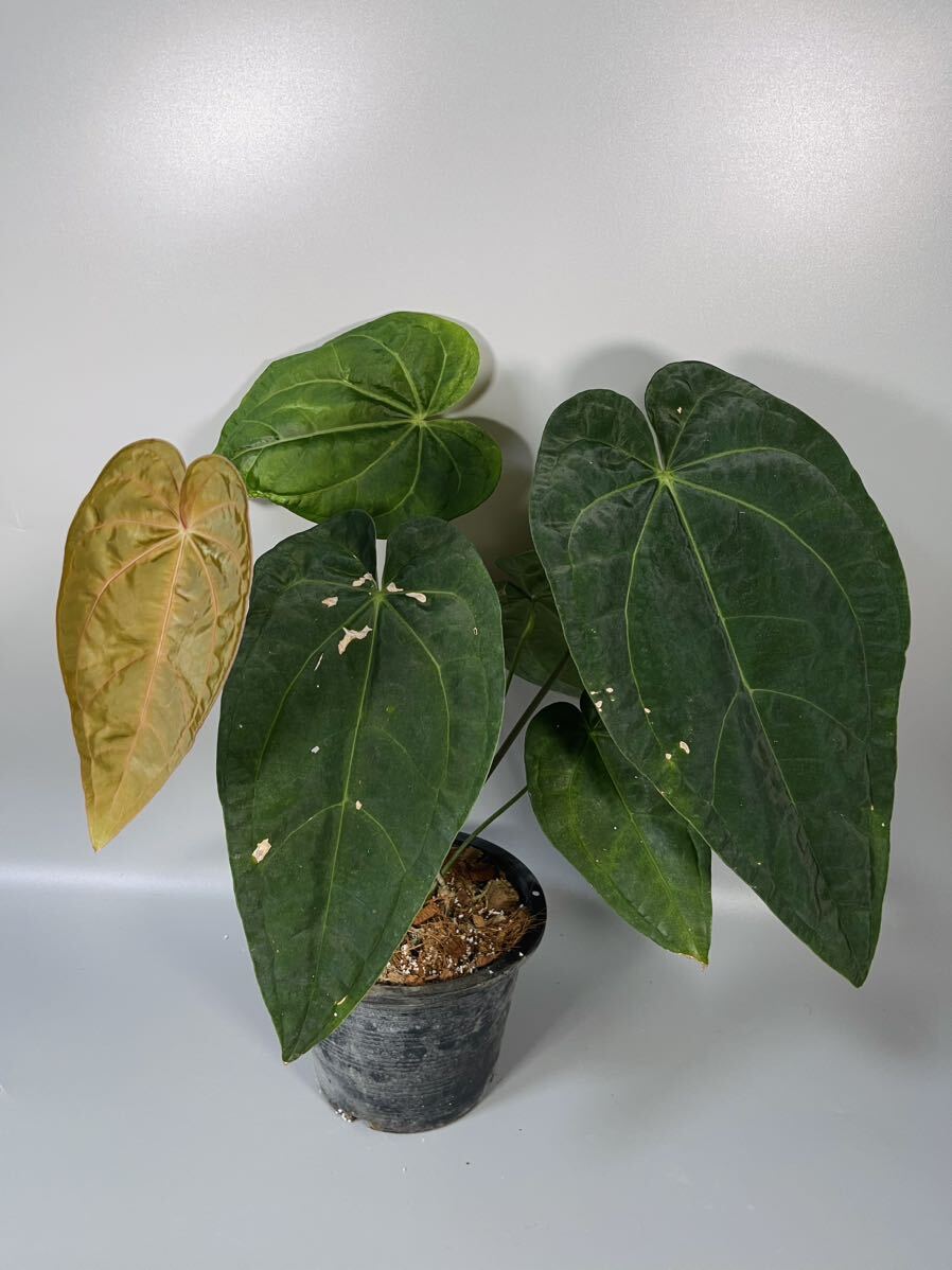 Yahoo!オークション - 「21」アンスリウム Anthurium luxurians X anth...